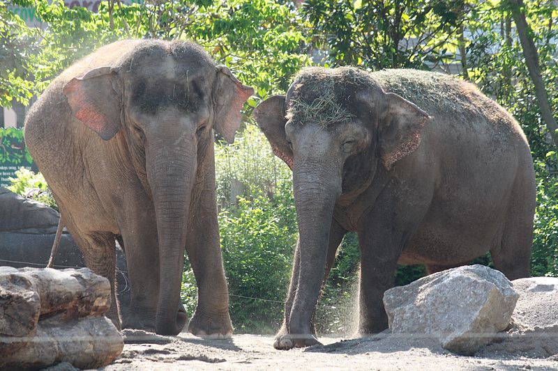 8 Fun Facts About the Cincinnati Zoo and Botanical Garden